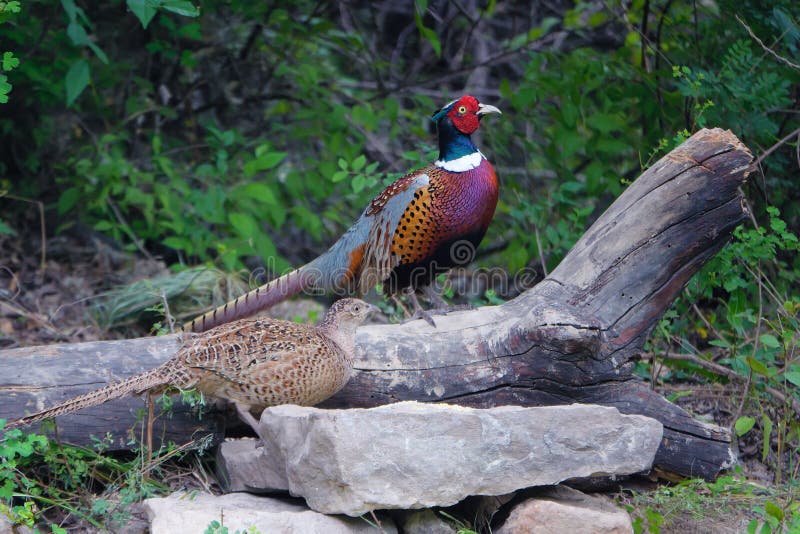 Faisan commun image stock. Image du clavettes, oiseaux - 249291701