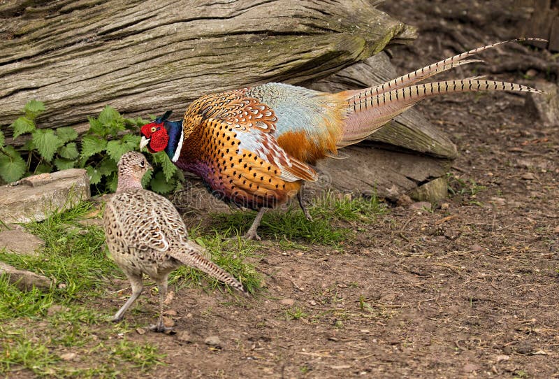 Faisan Commun Montrant - Colchicus De Phasianus Image stock - Image du ...