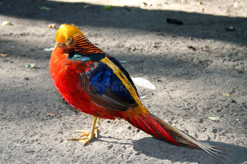 Faisan D'or. Faisan Chinois. Photo stock - Image du gibier, faisan ...