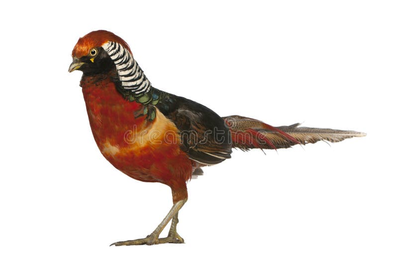 Faisan D'or Mâle Ou « faisan Chinois » Photo stock - Image du fond ...