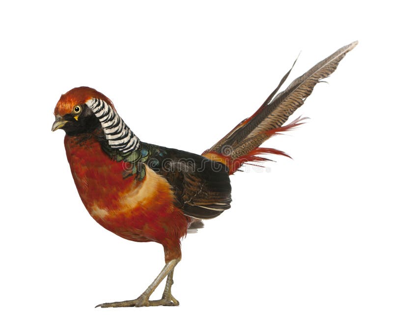 Faisan D'or Mâle Ou « faisan Chinois » Image stock - Image du faisan ...