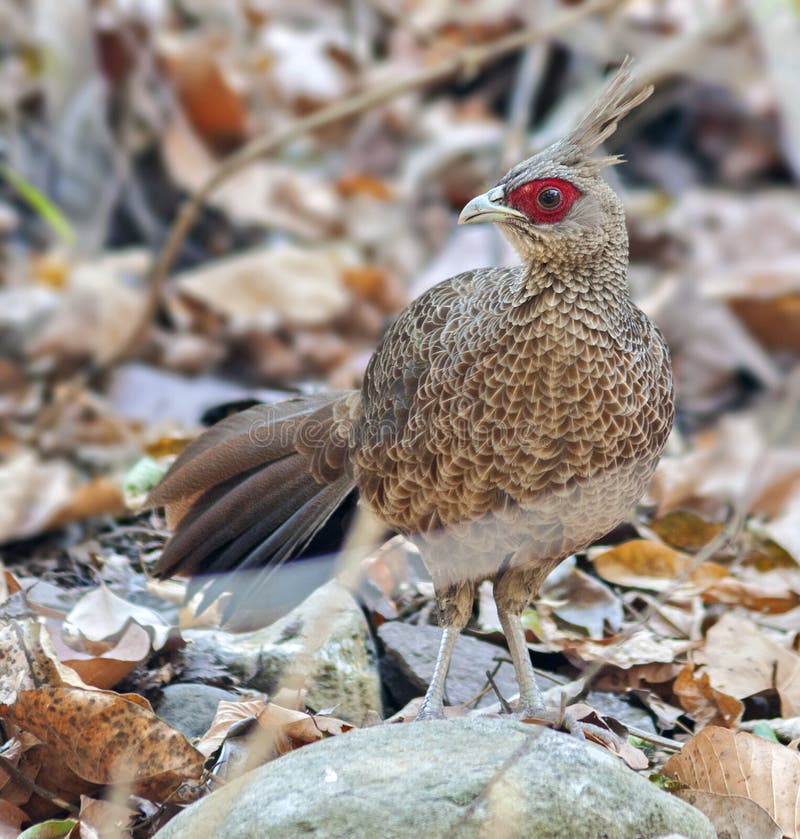 Le Faisan Femelle De Kalij (Lophura Leucomelanos) Image stock - Image ...