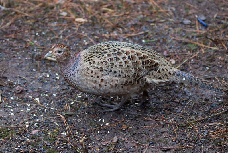 Le Faisan Femelle Est Marron. Yard De Volaille. Oiseau Domestique Photo ...