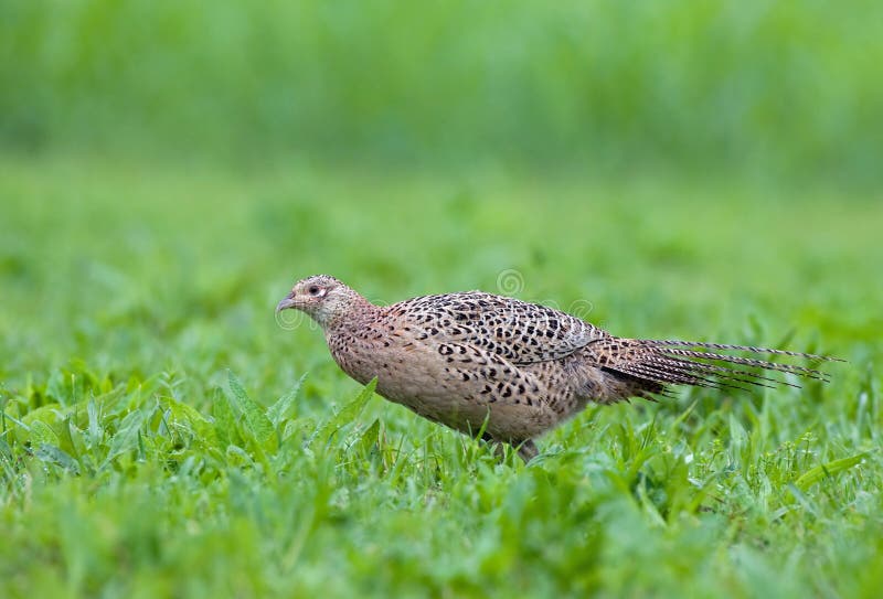 Portrait femelle de faisan photo stock. Image du closeup - 65427160