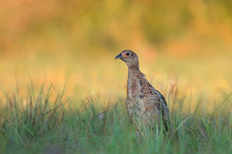 Faisan femelle - jeune photo stock. Image du chasse, clavette - 40784034