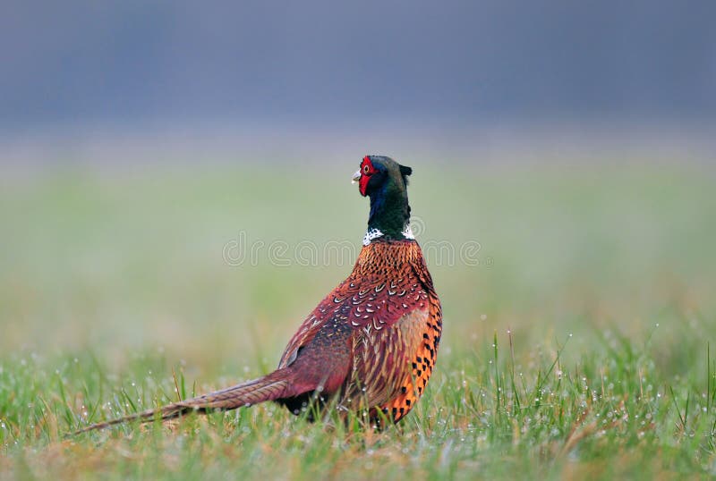 Le Faisan Sauvage Se Tenant Dans Un Forst a Couvert Le Champ Photo ...