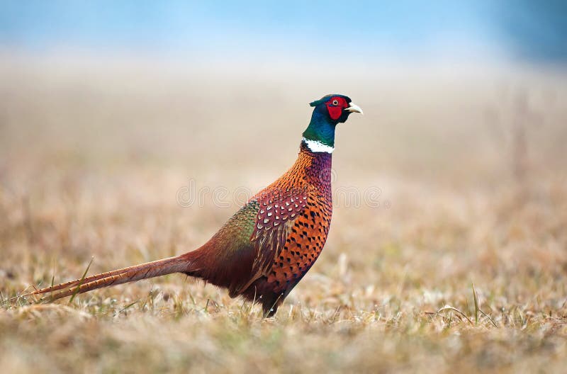 Le Faisan Sauvage Se Tenant Dans Un Forst a Couvert Le Champ Photo ...