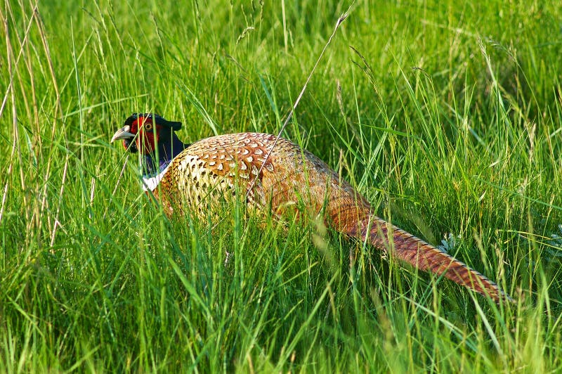 Faisan dans l'herbe image stock. Image du lumineux, pré - 64854831