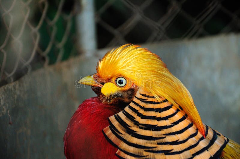 2,944 Faisanes Fotos de stock - Fotos libres de regalías de Dreamstime