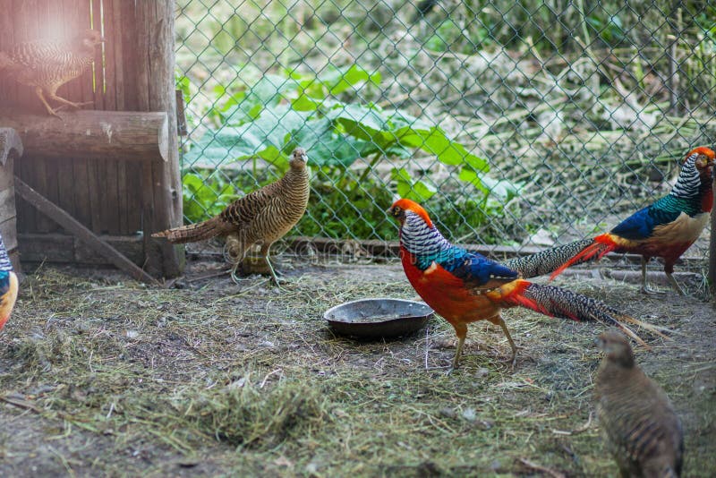 Faisanes del gallo imagen de archivo. Imagen de gallo - 28472039