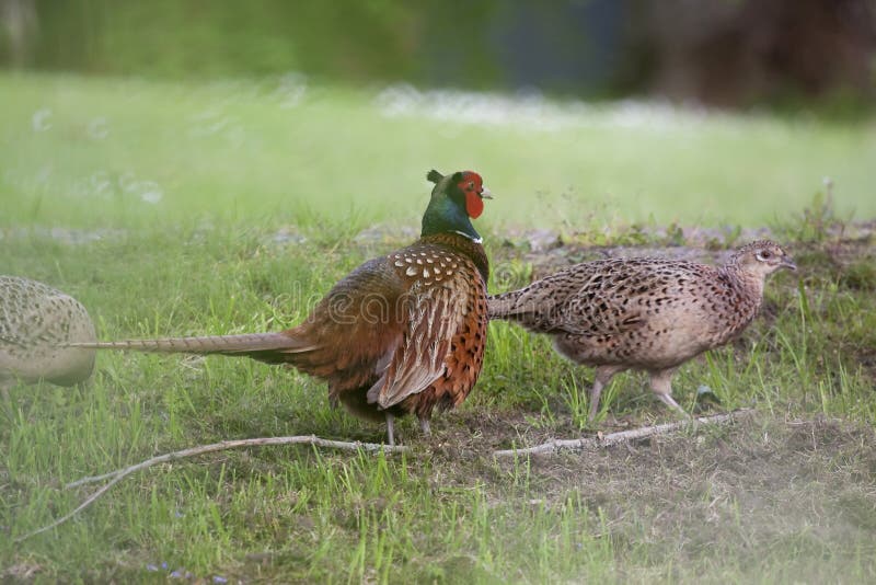 Faisan masculin et femelle photo stock. Image du pelouse - 54909112