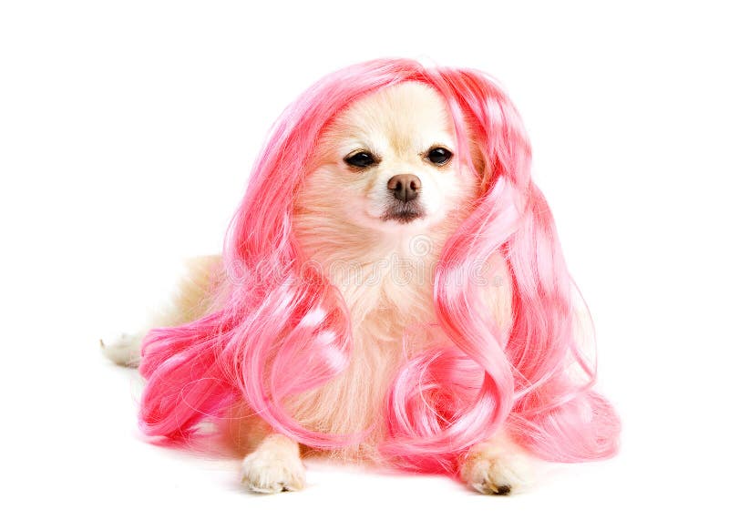 Chien Drôle Imitant Dans La Perruque Rose Image stock - Image du ...