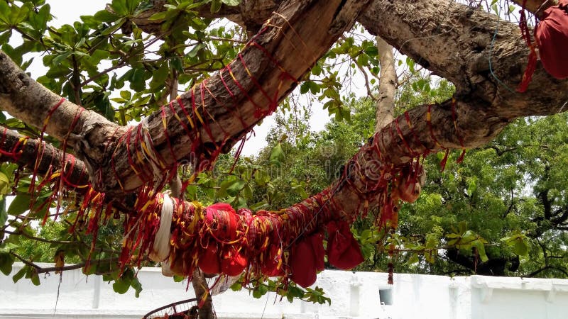 Faith tree stock photo. Image of bodhi, rustic, golden - 33979804