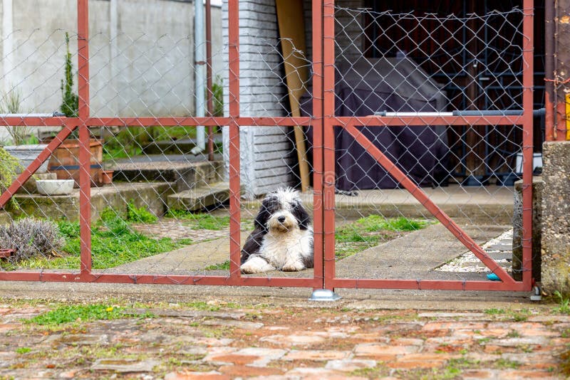 Faithful Bobtail Dog Behind Gate Waiting for Owner Stock Photo - Image ...