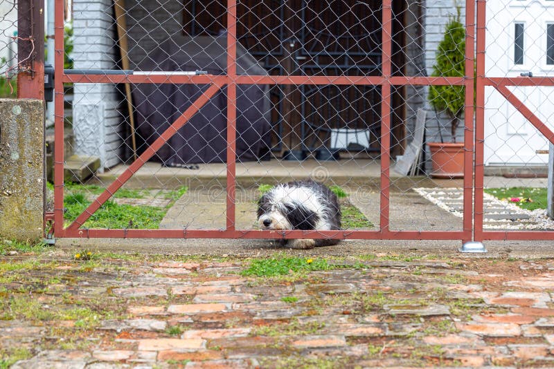 Faithful Dog Behind the Gate Waiting for Owner Stock Image - Image of ...