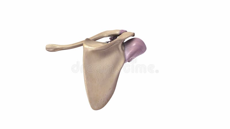 Arterias De Regiones Pectorales Escapular Y Deltoides Metrajes - Vídeo ...