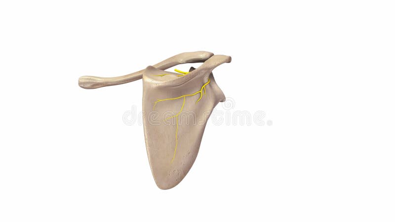 Arterias De Regiones Pectorales Escapular Y Deltoides Almacen De Video ...