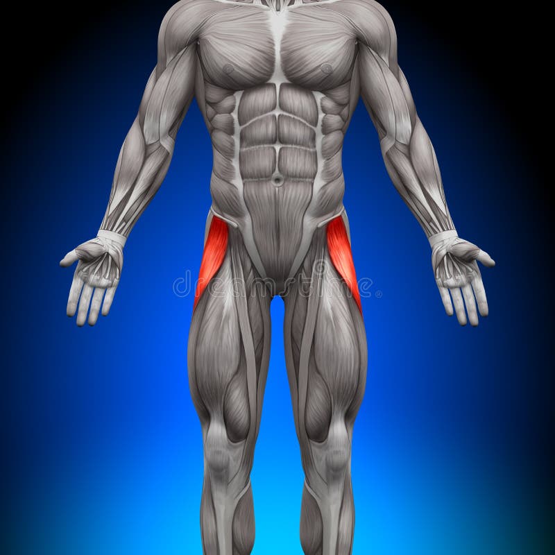 Tendones De La Corva - Músculos De La Anatomía Stock de ilustración ...