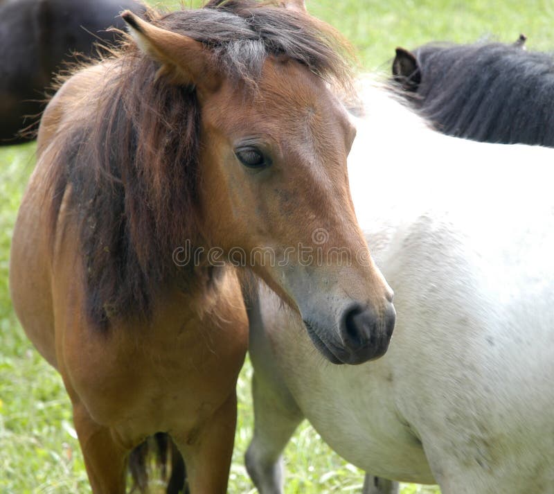 Fajny kucyk zdjęcie stock. Obraz złożonej z greenbacks - 189128