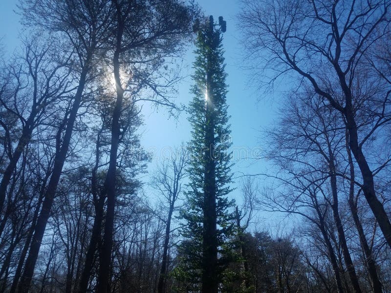 Fake Artificial Tree Cell Phone Tower and Trees Stock Photo - Image of ...