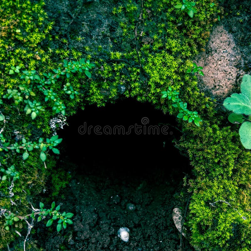 Cave with Moss and Lichen Covered Rocks Stock Image - Image of ...