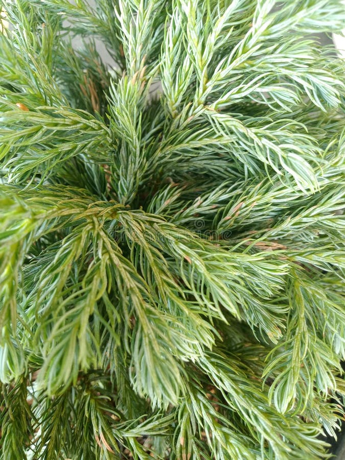 Fake cypress plants stock photo. Image of cypress, spruce - 293000058