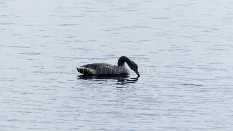 A Fake Duck Sitting on the Water Stock Photo - Image of bird, bait ...