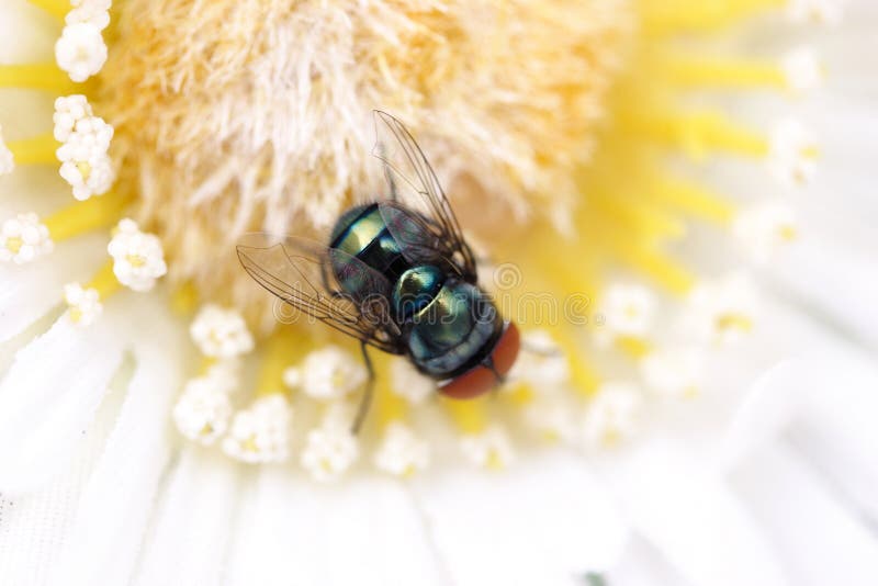 Fake Flower Real Fly Stock Photos - Free & Royalty-Free Stock Photos ...