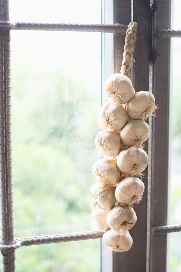 Fake garlic. stock photo. Image of ripe, cloves, glass - 62833380