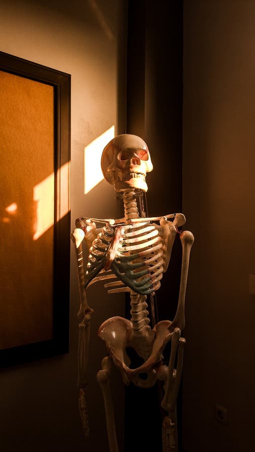 Fake human skeleton stock image. Image of skeleton, bones - 296500459