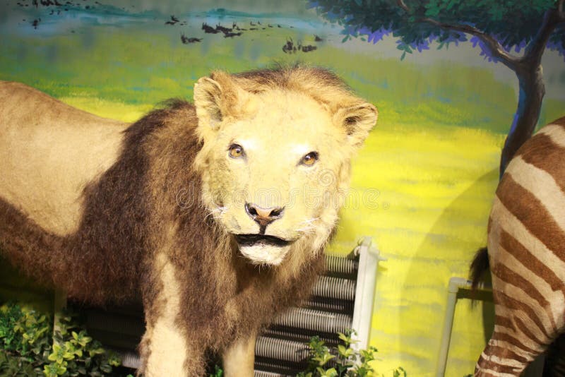 A fake lion stock image. Image of surroundings, distant - 174169425