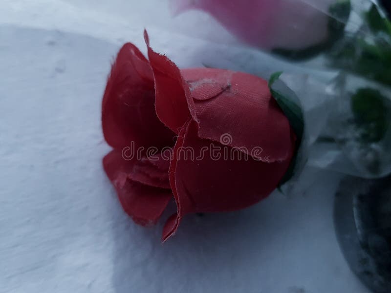 Fake rose full of dust stock photo. Image of petal, plant - 248770932