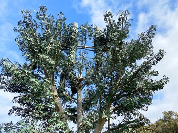 Fake Satellite Mobile Cell Artificial Tree Tower Network Telecom ...