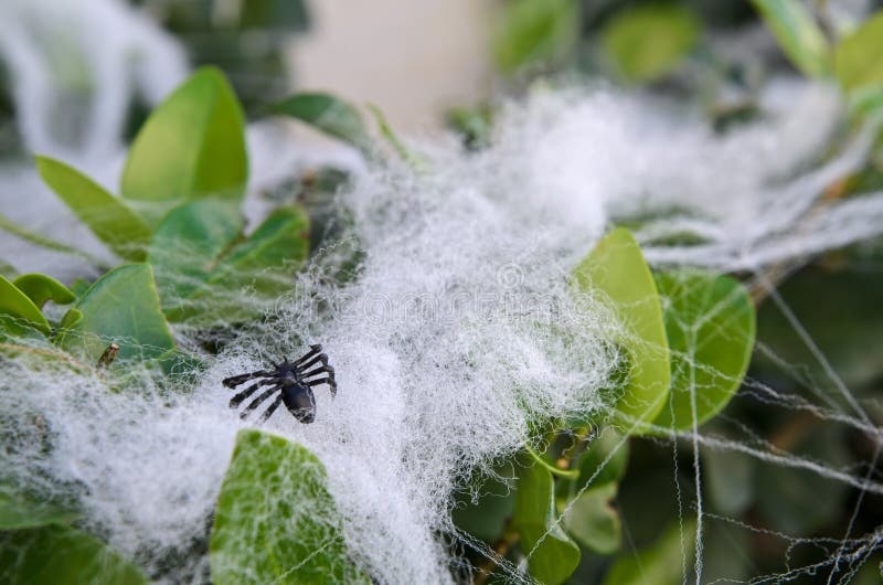 Fake Small Halloween Spider Decoration on Bush with Web Stock Photo ...
