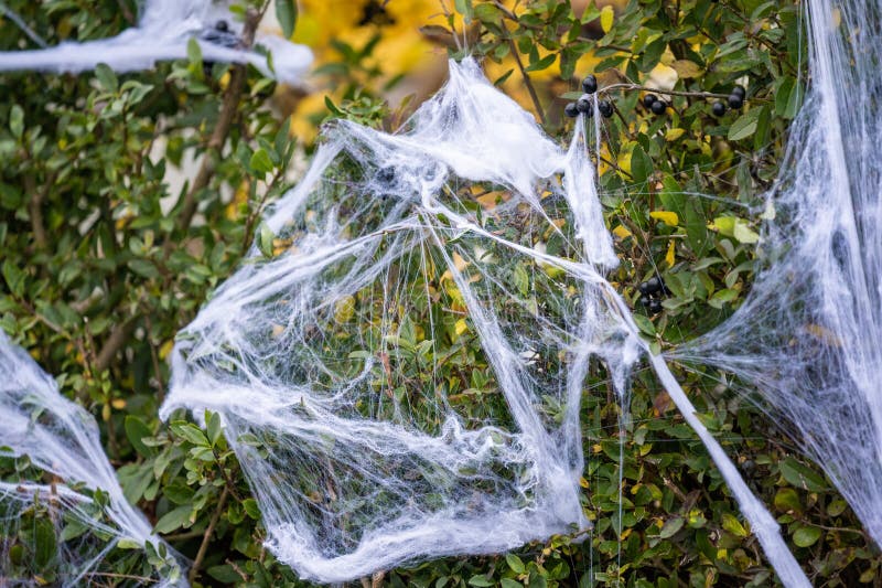 Fake Spider Web on a Hedge before Halloween.. Stock Photo - Image of ...