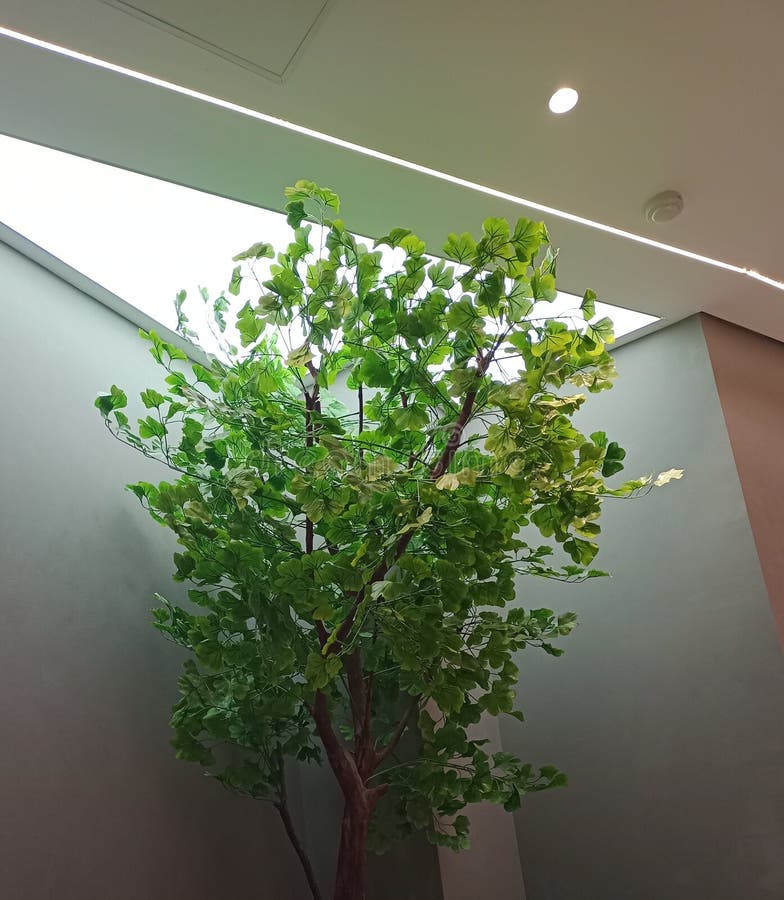 Fake Tree stock image. Image of cafe, indoor, vibe, tree - 261983619