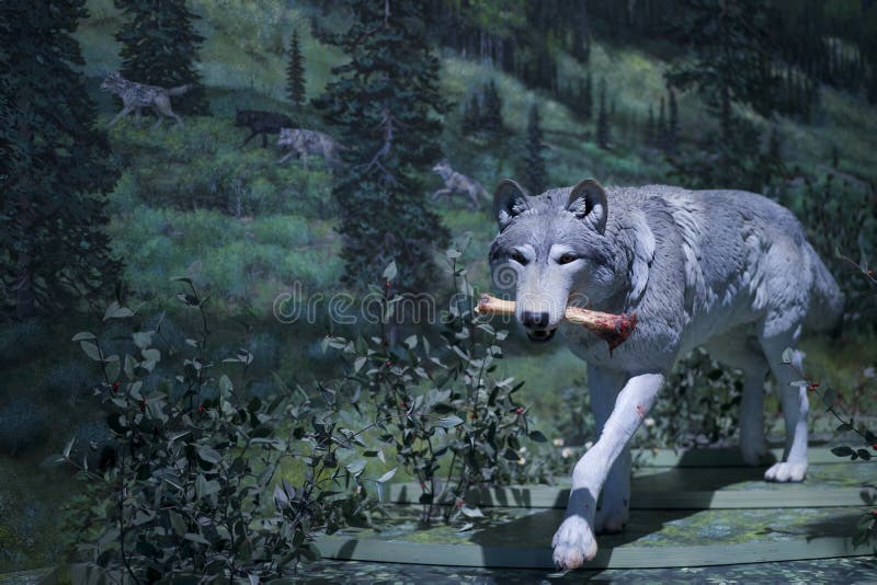 Fake Wolf editorial photo. Image of roam, dogs, wolf - 77168631