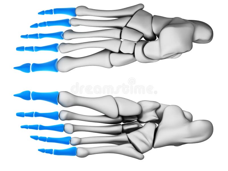 Falanges stock de ilustración. Ilustración de falanges - 30721814