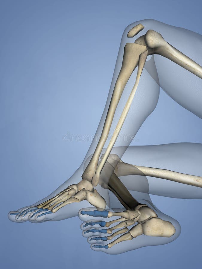 Falanges Del Pie, Modelo 3D Stock de ilustración - Ilustración de azul ...