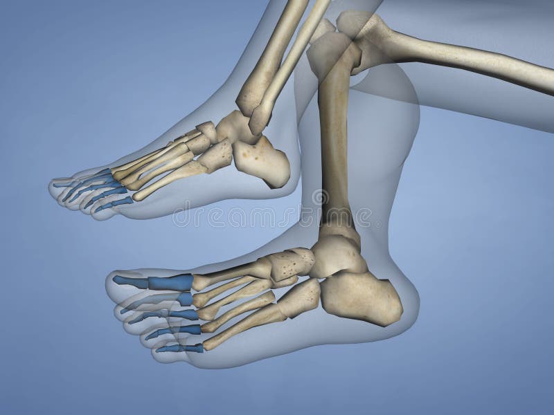 Falanges Del Pie, Modelo 3D Stock de ilustración - Ilustración de ...