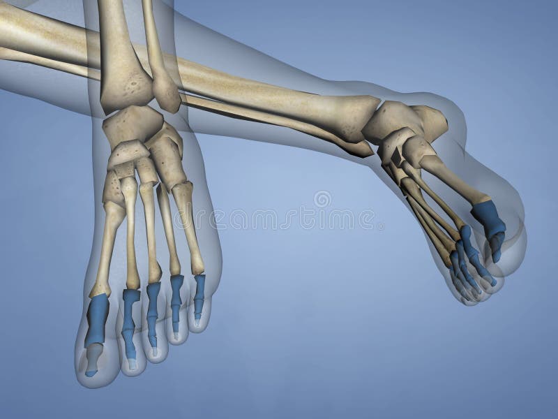 Falanges Del Pie, Modelo 3D Stock de ilustración - Ilustración de ...