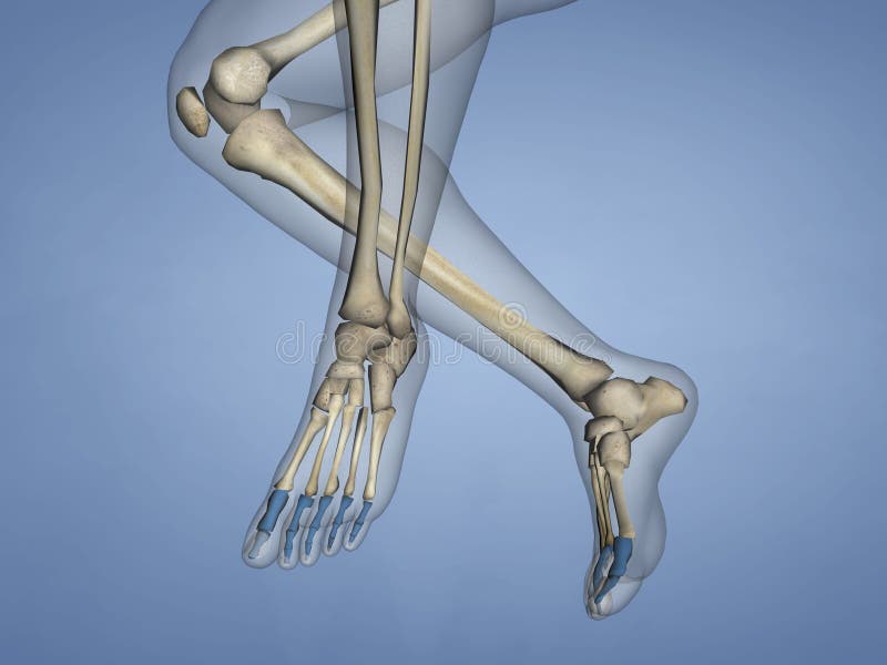 Falanges Del Pie, Modelo 3D Stock de ilustración - Ilustración de ...