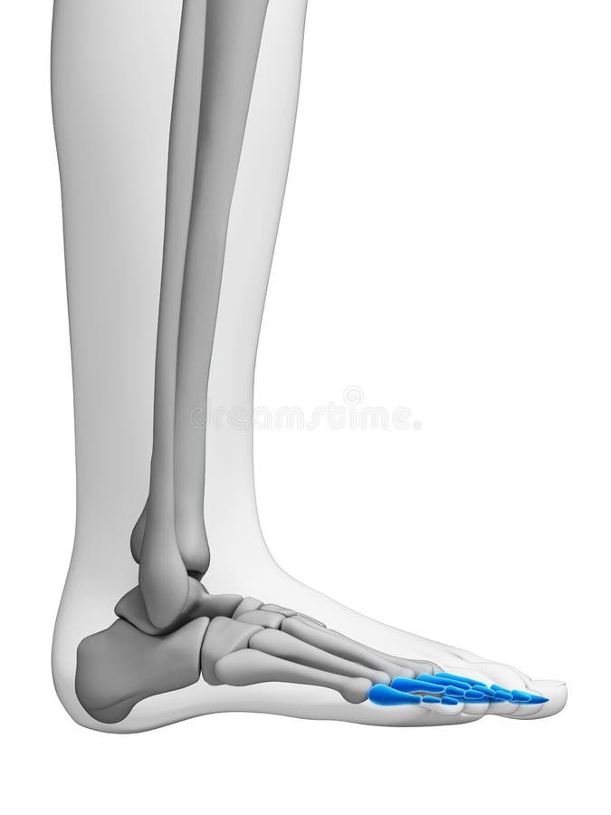 Falanges humanas stock de ilustración. Ilustración de esqueleto - 30721804