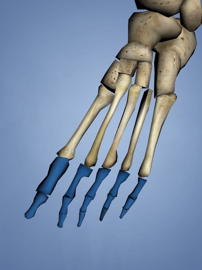Falangi Del Piede, Modello 3D Illustrazione di Stock - Illustrazione di ...