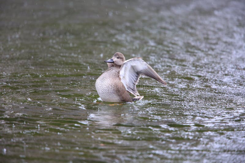 Falcated duck stock photo. Image of falcata, wildlife - 107791700