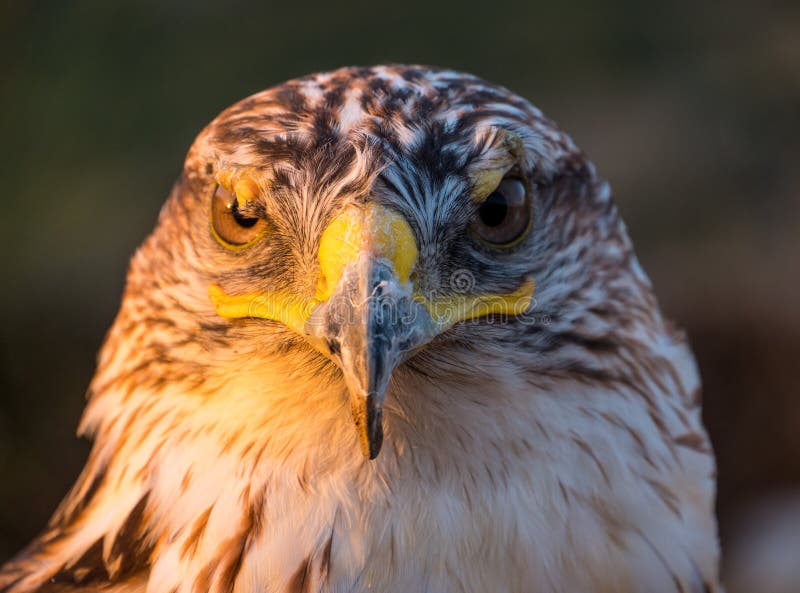 Falchi fotografia stock. Immagine di branche, falco - 102653282