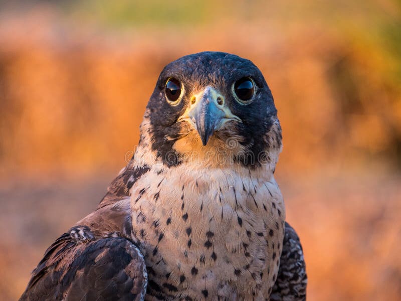 Falchi fotografia stock. Immagine di branche, falco - 102653282