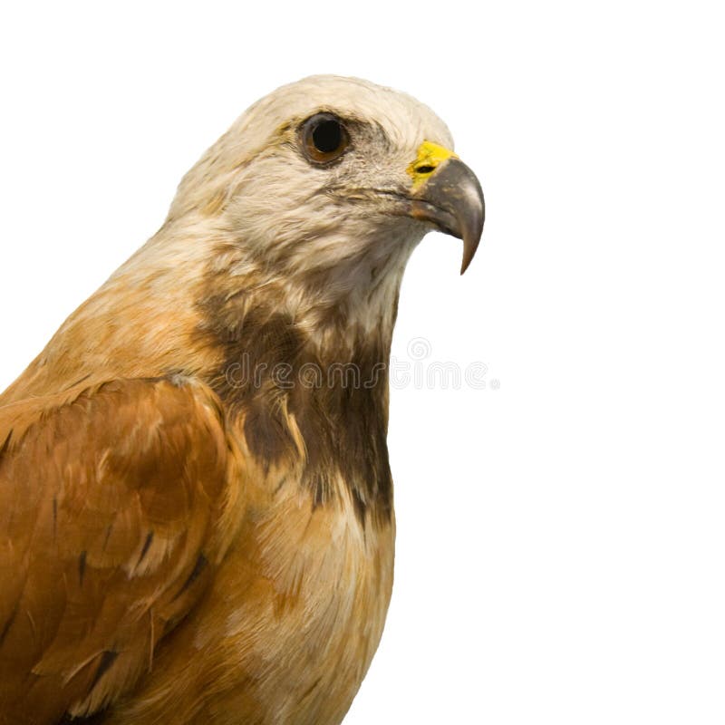 Falco immagine stock. Immagine di gallinacei, occhio - 22930109