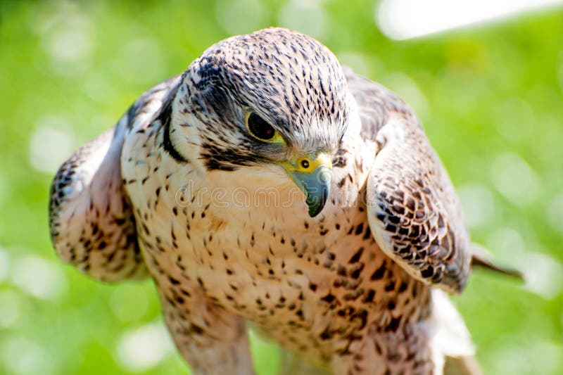 Falco fotografia stock. Immagine di chiusura, creatura - 40919590