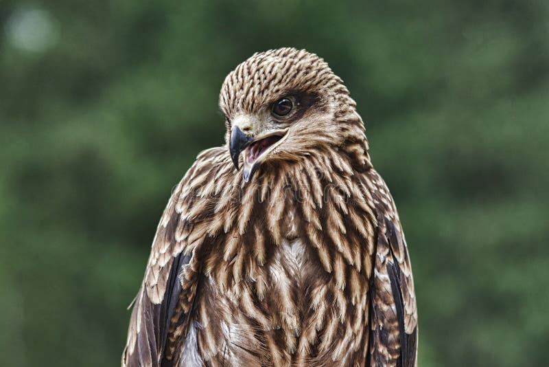 Falco immagine stock. Immagine di peregrina, selvaggio - 45151619